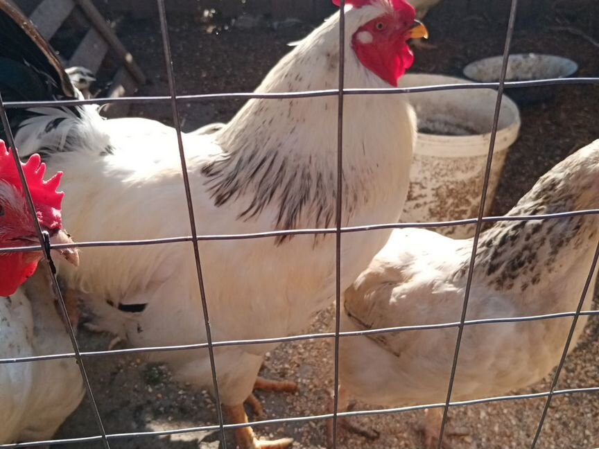 Продаю 5 курочек и 1 петуха порода Адлеры