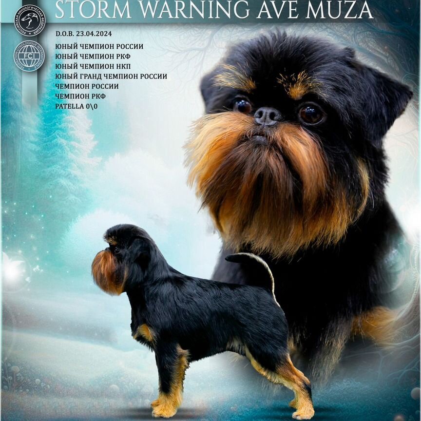 Бельгийский гриффон, взрослый пёс