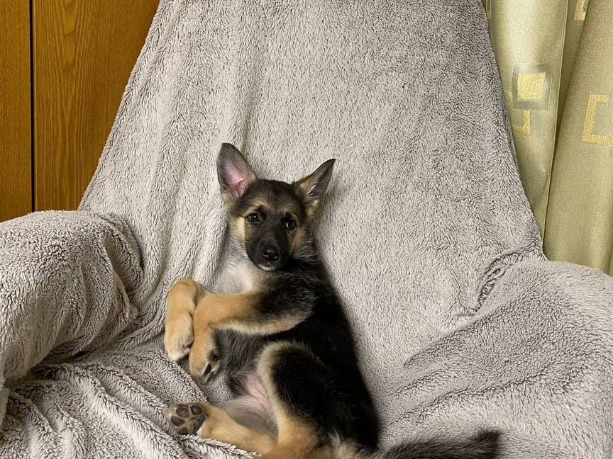 Щенки метис (волчица)