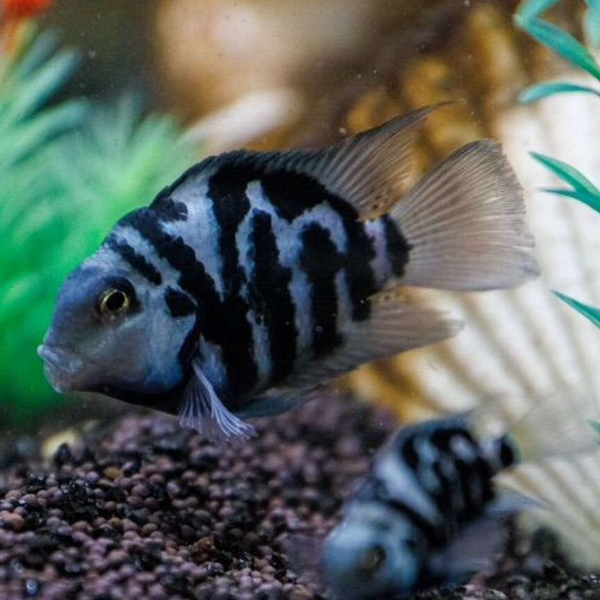 Сапфировый попугай