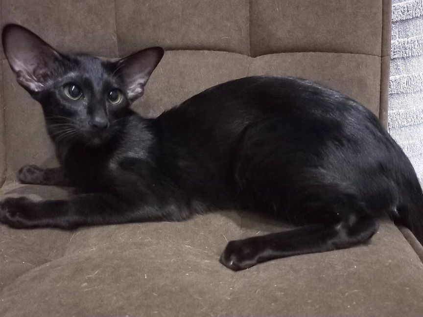 Ориентальная черная девочка