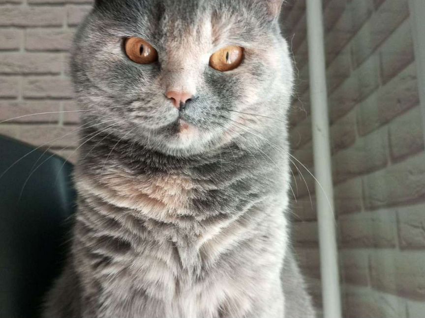 Кошка в добрые руки