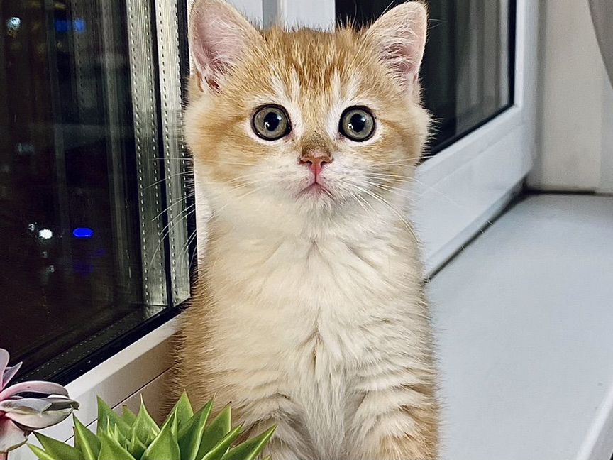 Британские котята золотая шиншилла