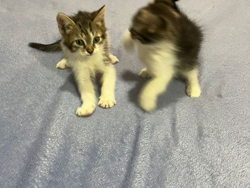 Котята в добрые руки привезу