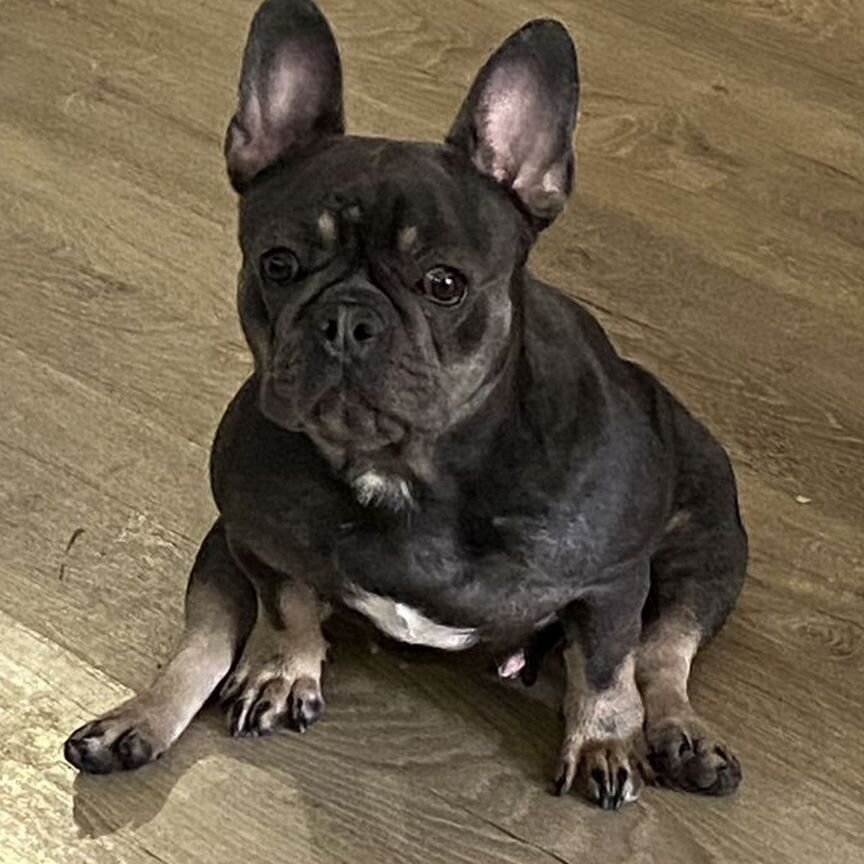 Французский бульдог, взрослая собака