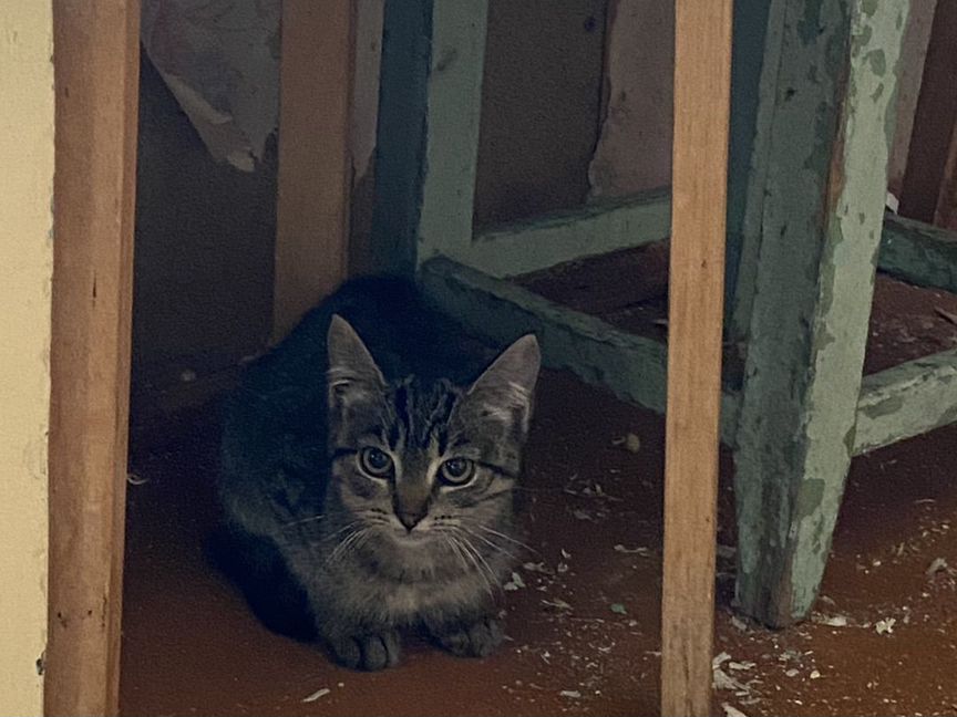 Котята