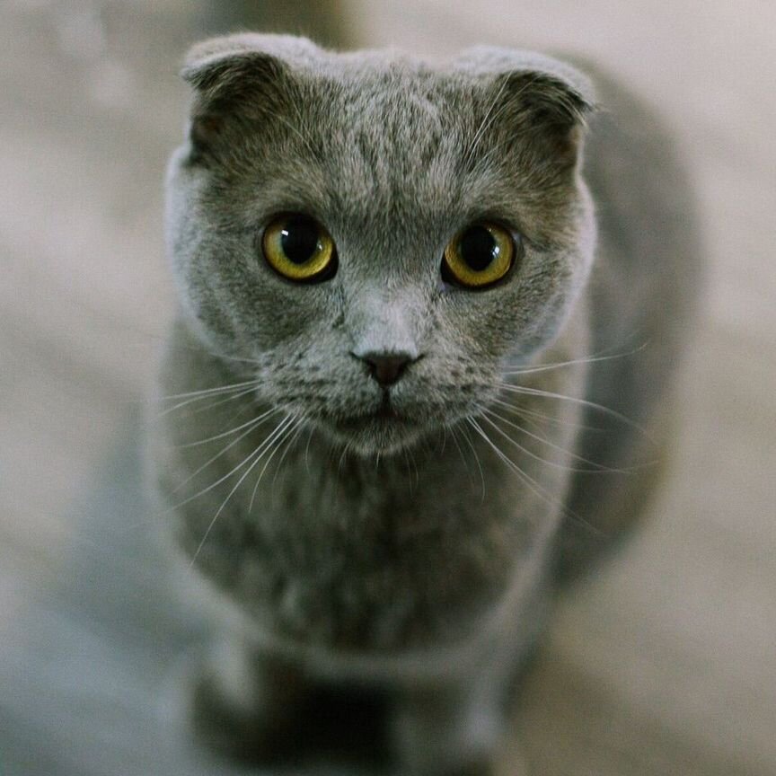 Отдам кота в добрые руки