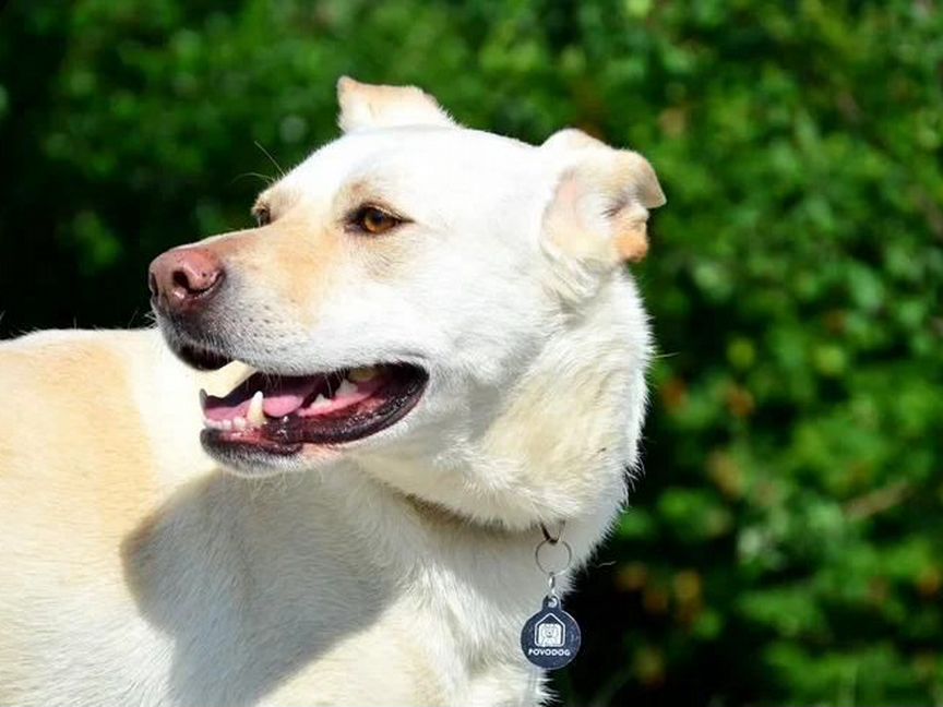 Собака в добрые руки