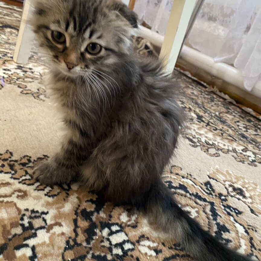 Котенок девочка