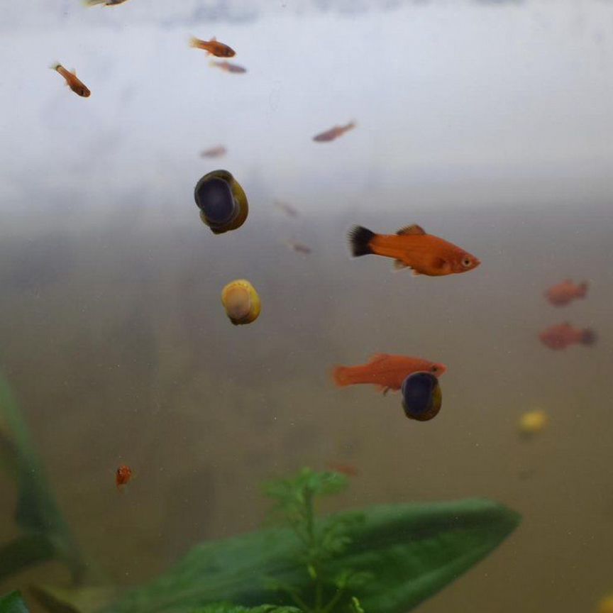 Меченосцы подростки