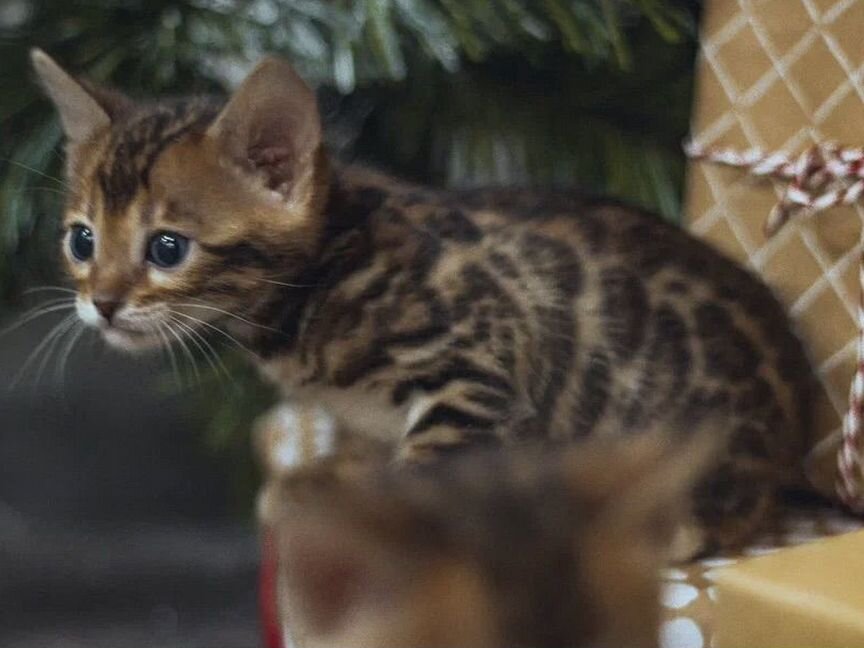 Лучший подарок