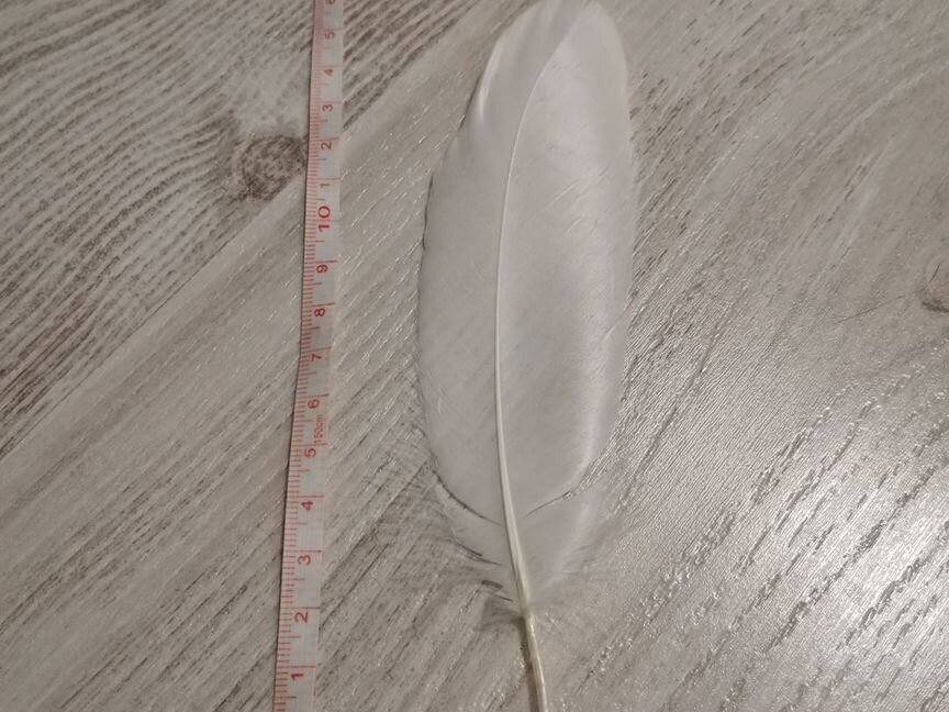 Лебединое перо