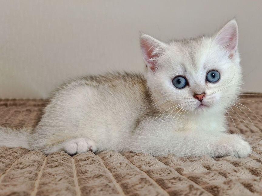 Котёнок британская серебристая шиншилла NS11