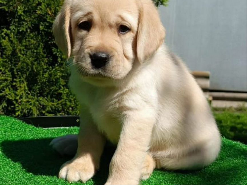 Щенки Лабрадора