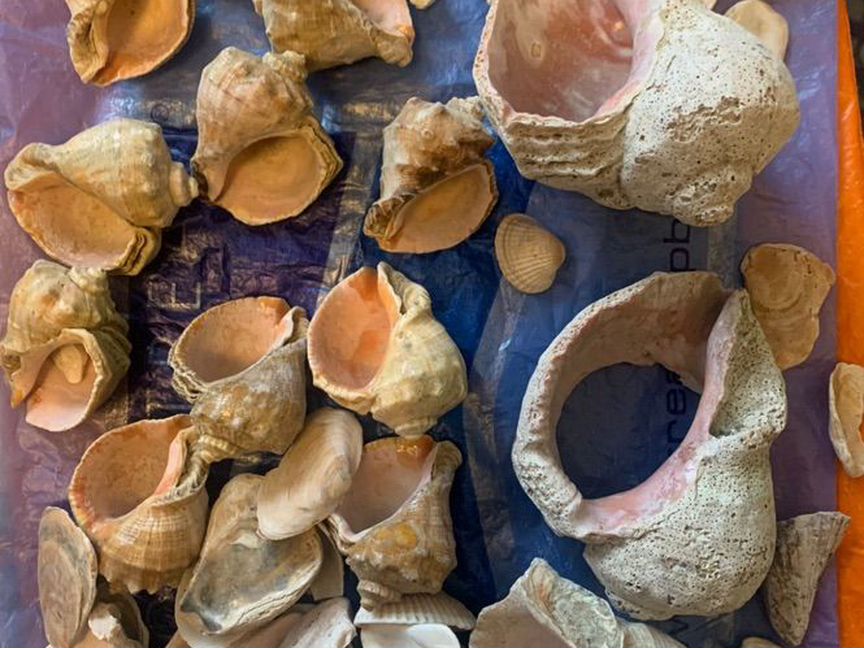 Ракушки и камни настоящие