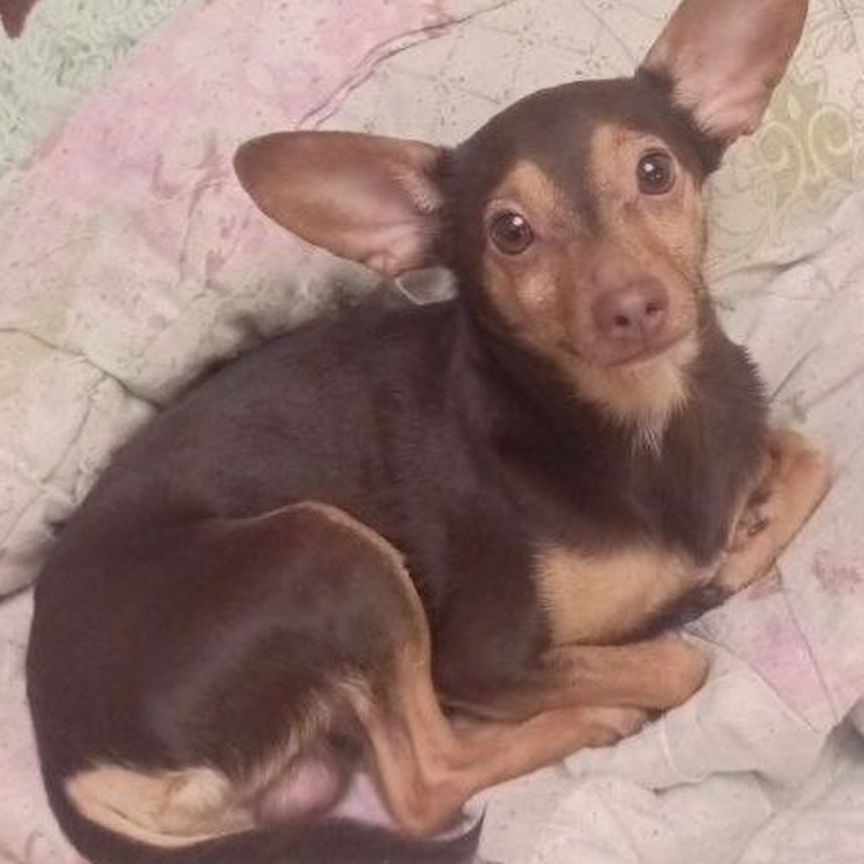 Русский той-терьер, взрослый пёс