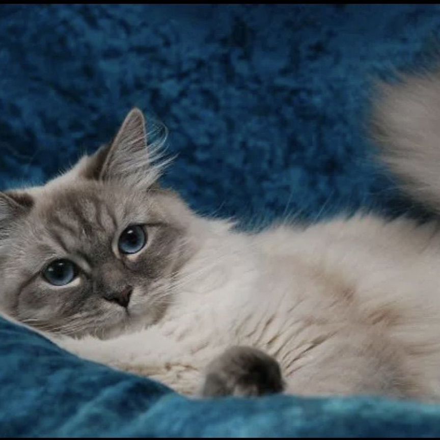 Шикарная кошка