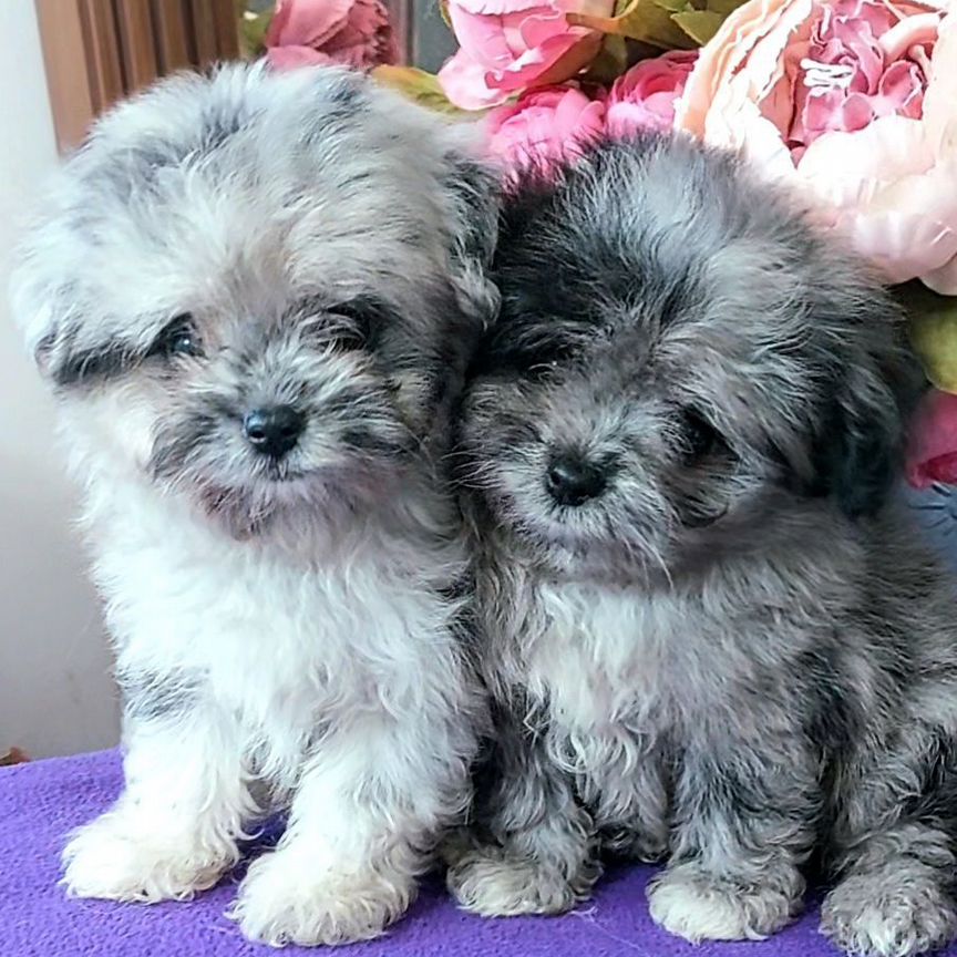 Эксклюзив болонки мальчики