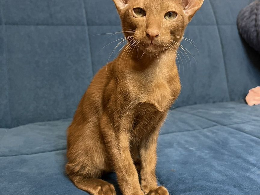 Ориентальный котенок