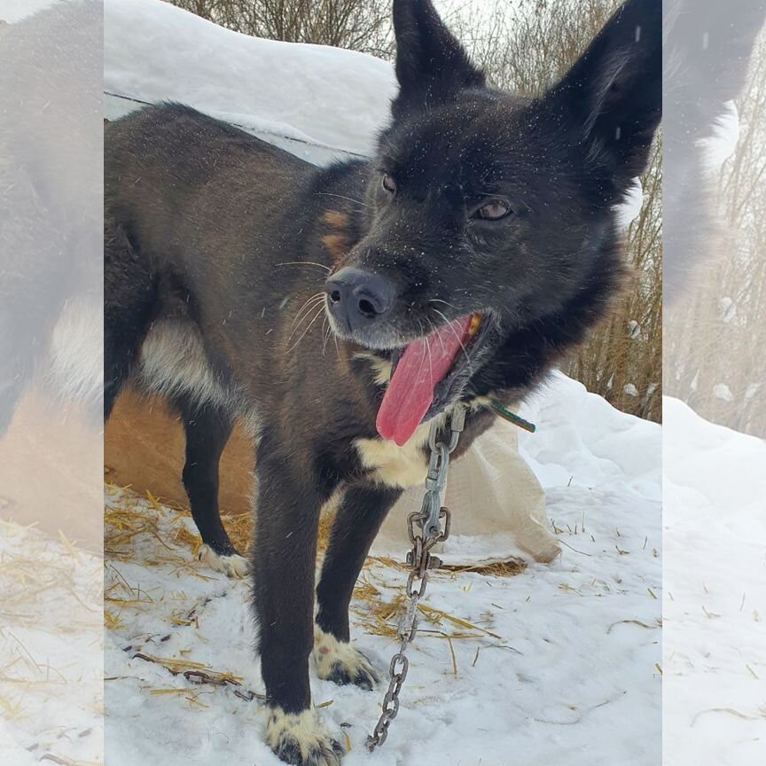 Взрослая собака в добрые руки