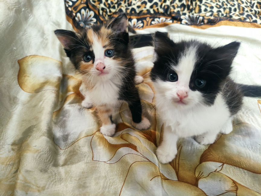 Кошка в дар бесплатно