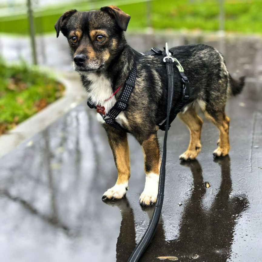 Взрослый пёс в добрые руки