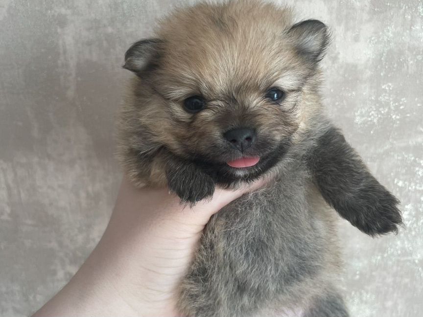 Мини шпицы 26.03