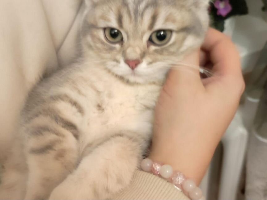 Британская шиншилла