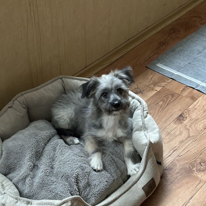 Отдам собачку в добрые руки