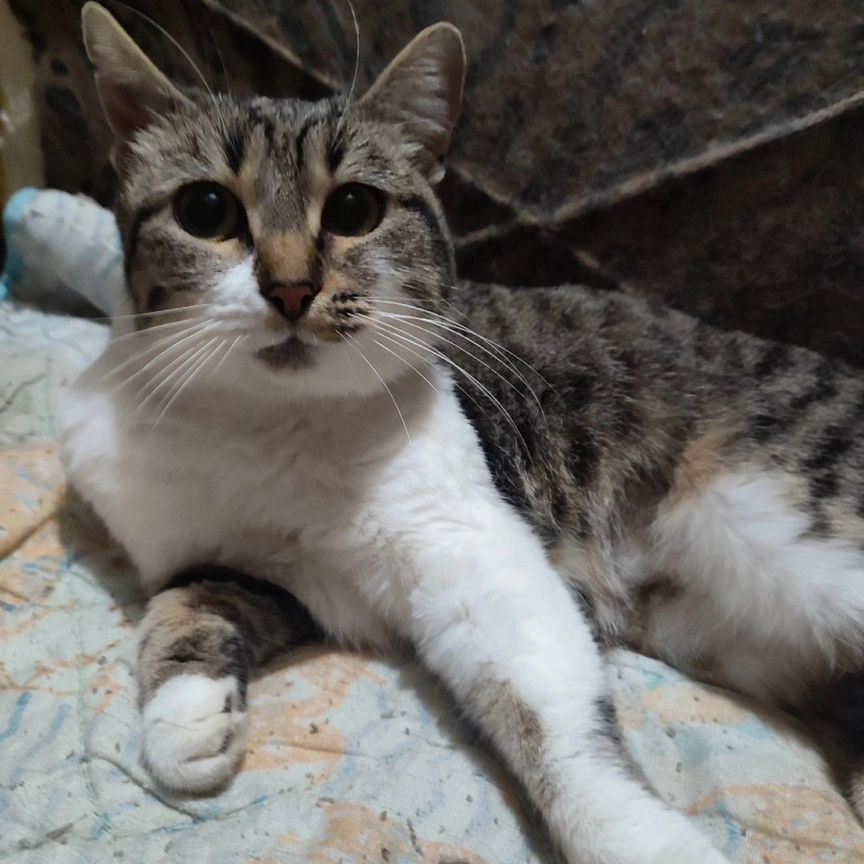 Майя в добрые руки