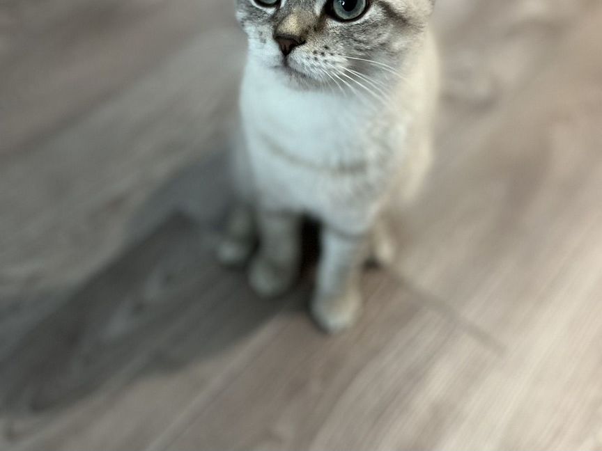 Кот для вязки