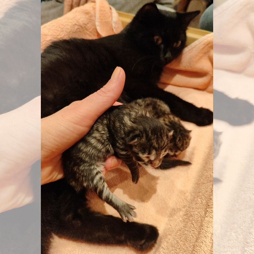 Котята с коротким хвостом