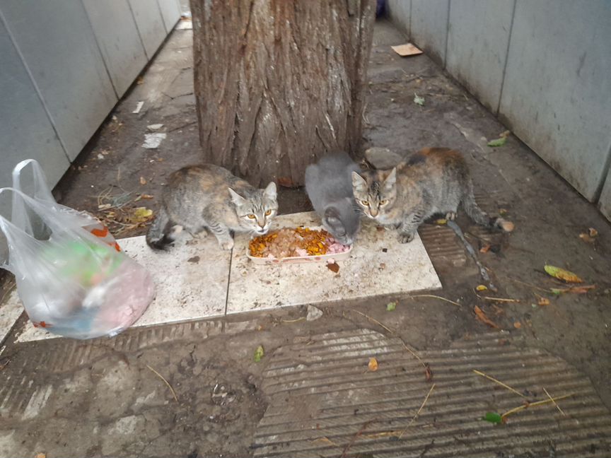 Очень нужна передержка или дом котята смертники