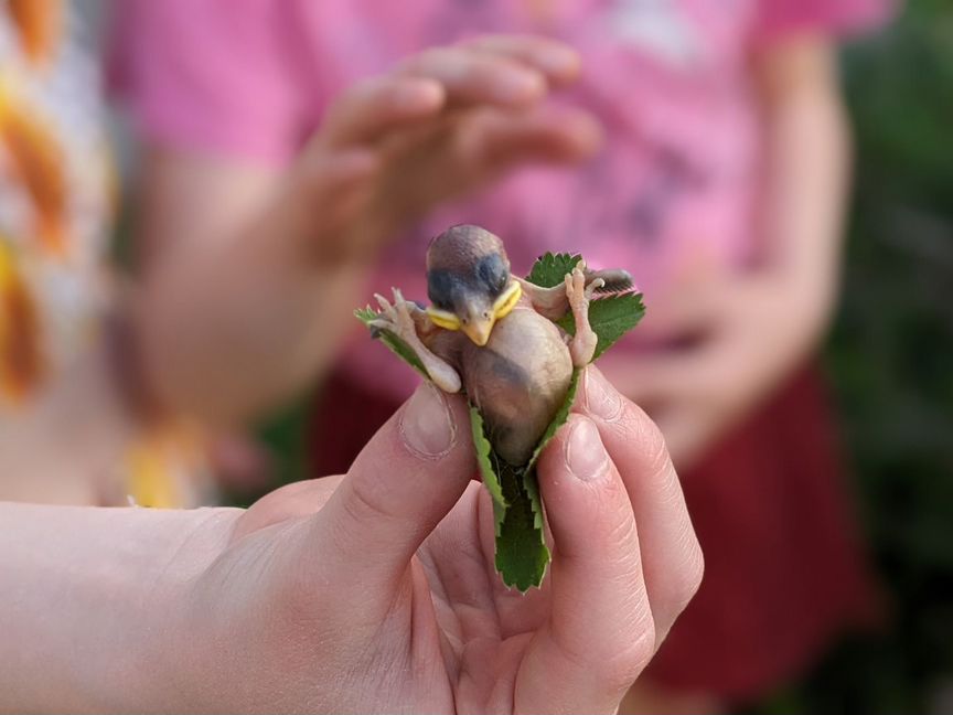 Скворец, птенец