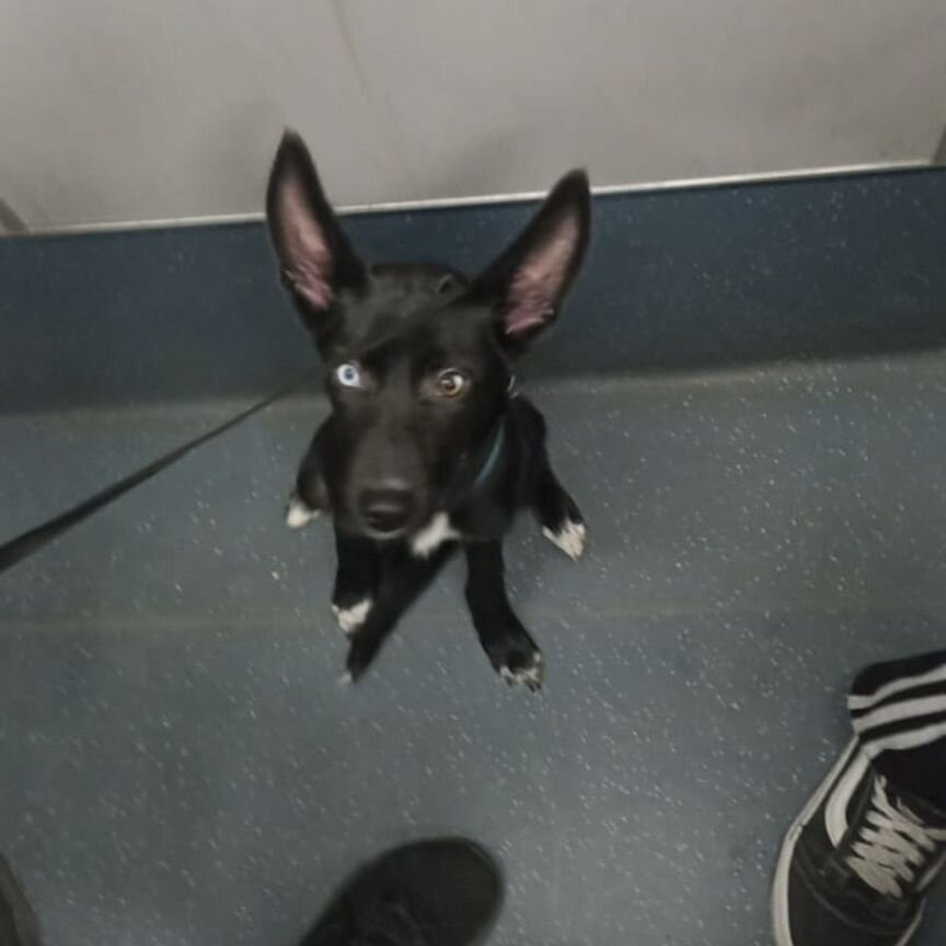 Собака в добрые руки