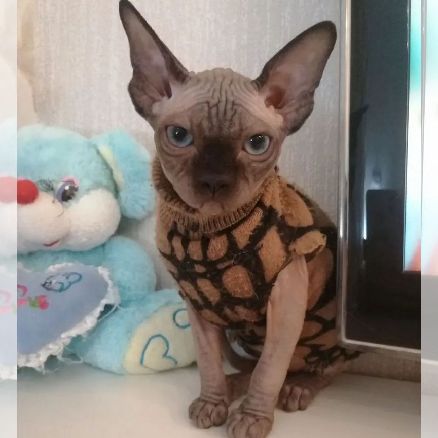 Канадский сфинкс котёнок