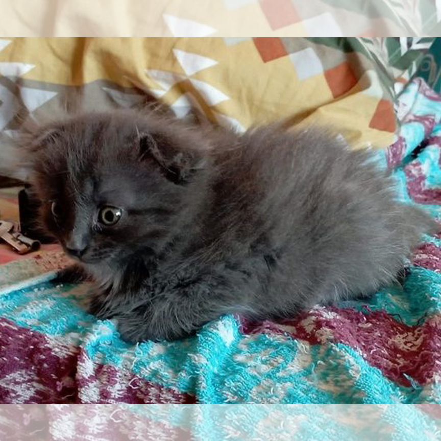 Отдают в добрые руки