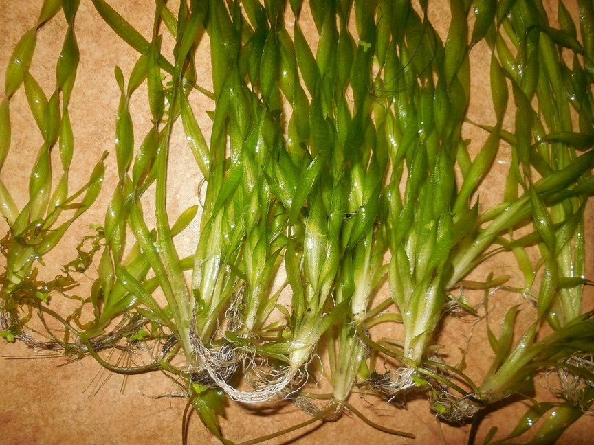 Валенсерия спиральная