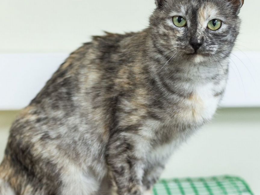 Нежнейшая кошечка Яся