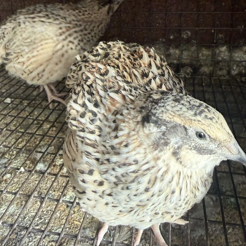 Инкубационное яйцо перепелов феникс