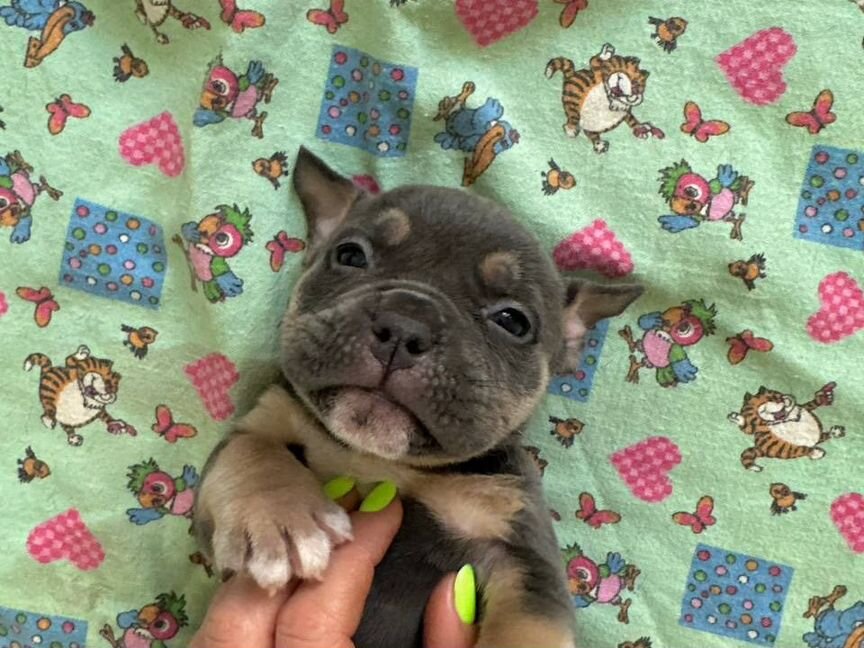 Американский булли покет