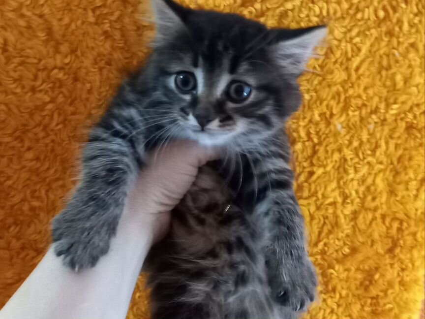 Милашки сибиряки