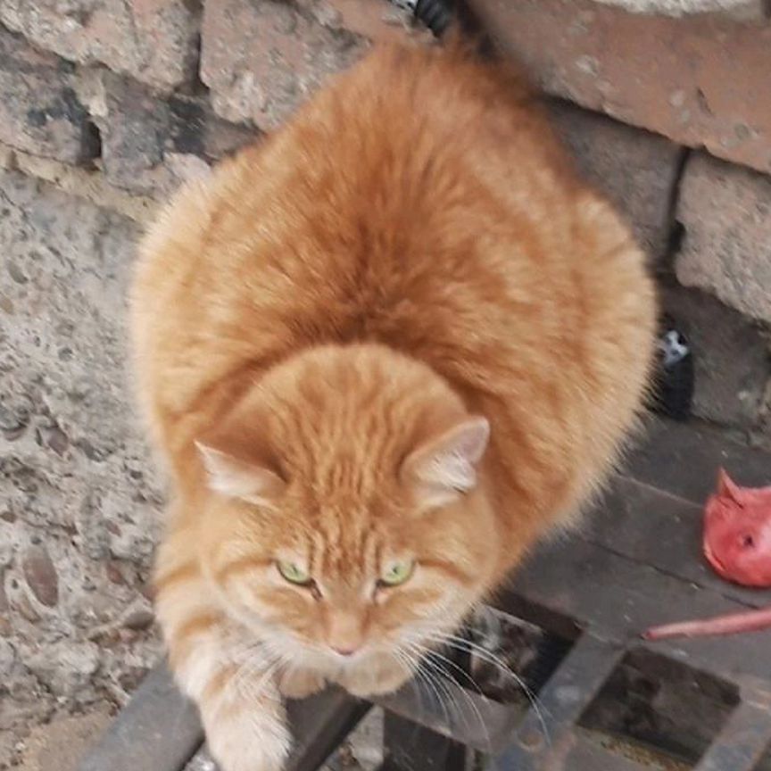Красивый рыжий котик ждет помощи