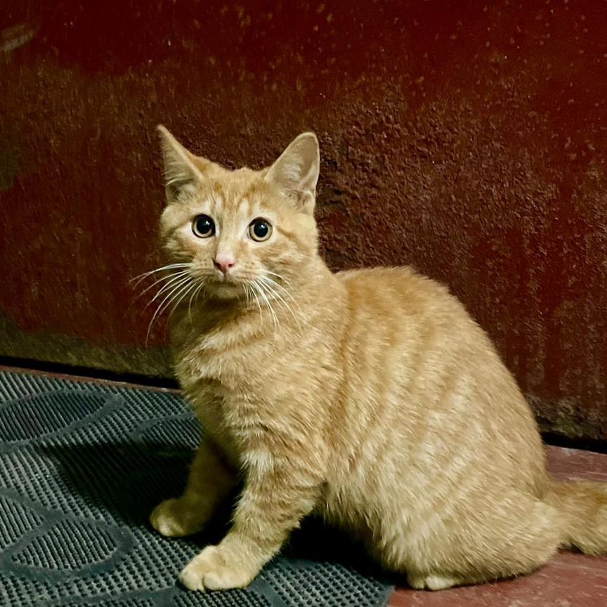 Котята