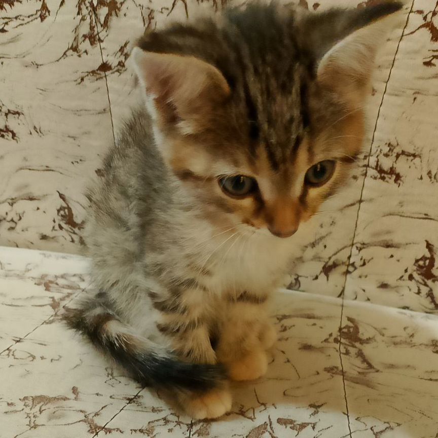 Шотландская метис котёнок отдам