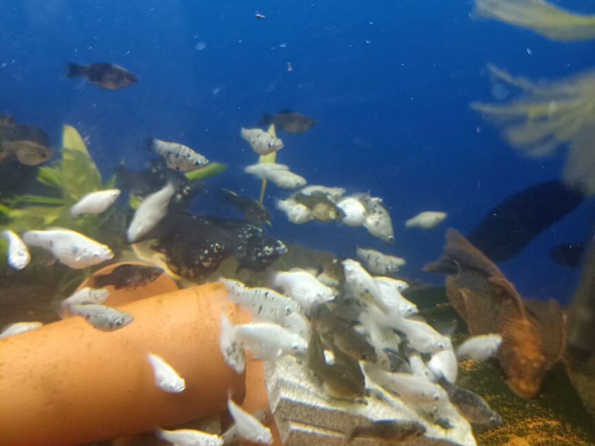 Моллинезия баллон. Подростки 1-2 см