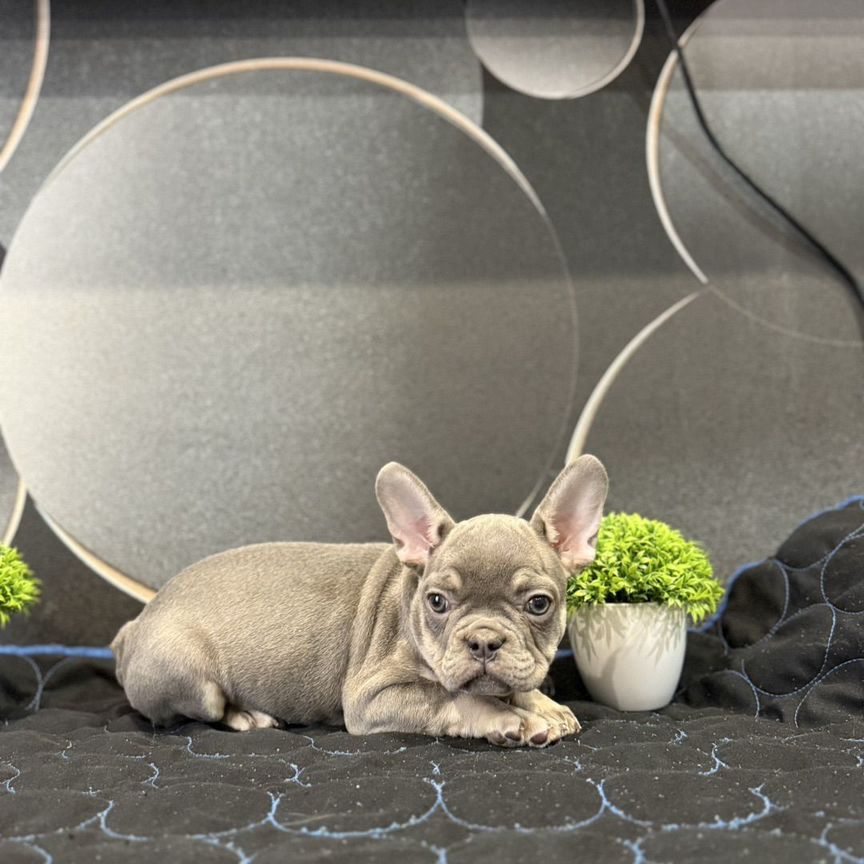 Лиловое очарование