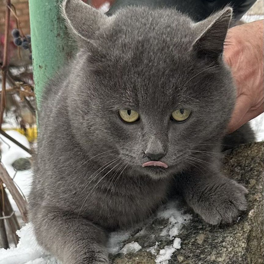 Коты в добрые руки