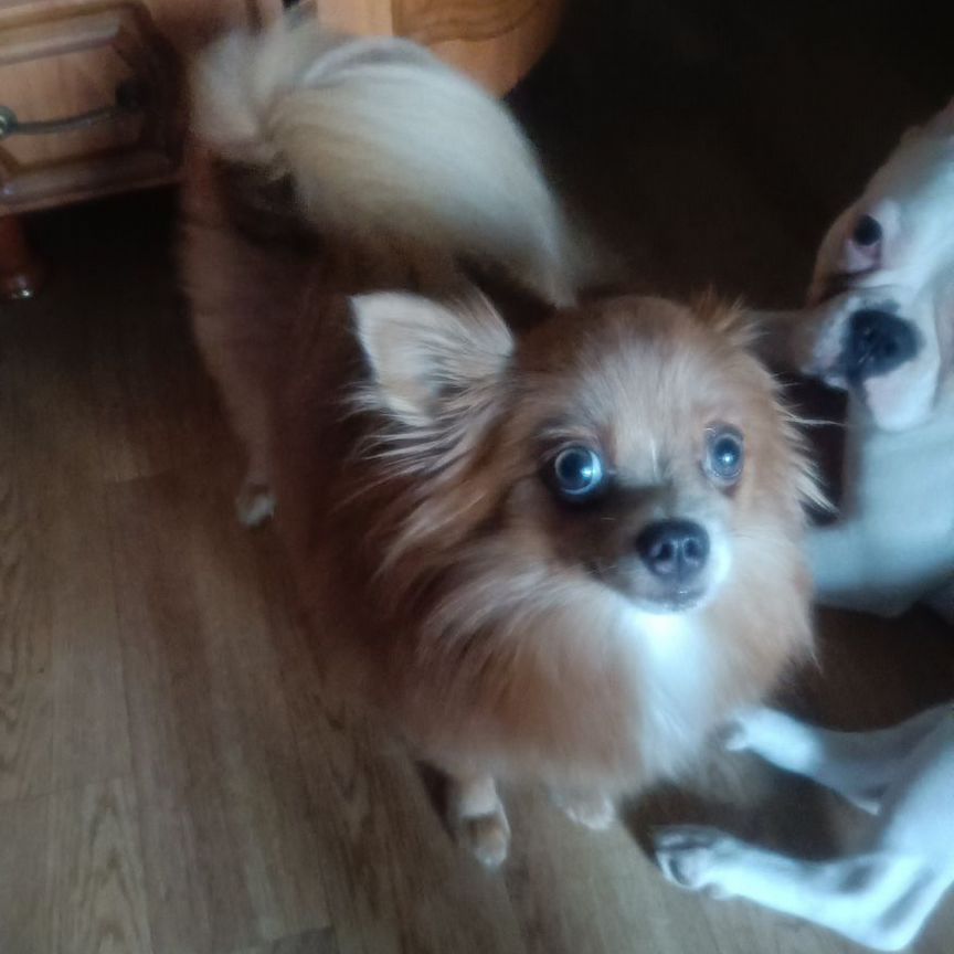 Померанский шпиц, взрослая собака