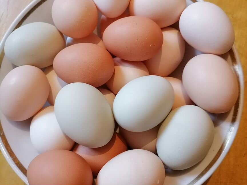 Инкубационное яйцо кур